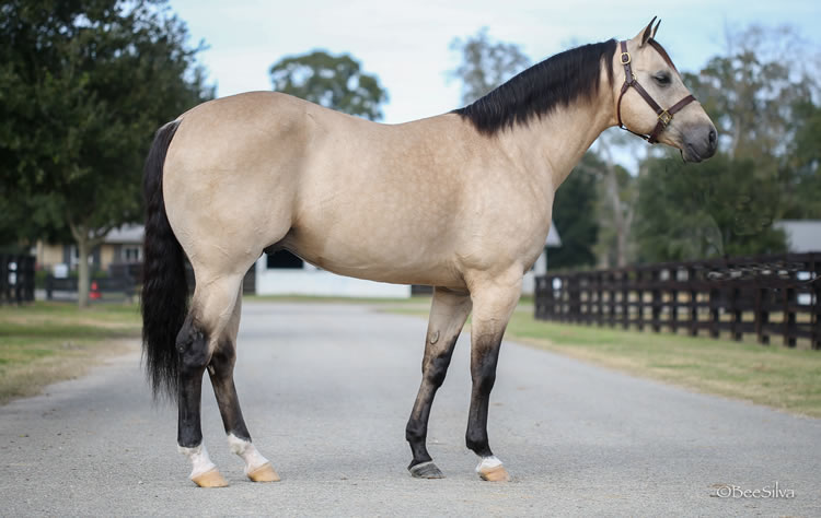 Ima Talented Guy Stallion - by Frenchmans Guy x Talents Dark Angel